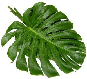 MONSTERA – Outside Wholesale Flowers