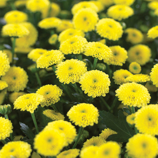 CHRYSANTHEMUM CALIMERO – Outside Wholesale Flowers