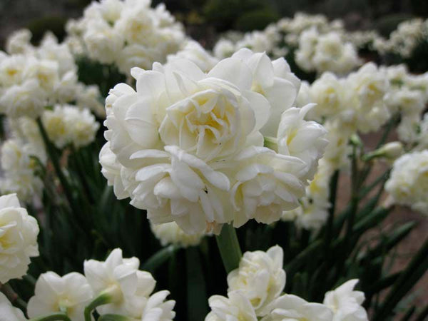 JONQUIL "EARLY CHEER" – Outside Wholesale Flowers